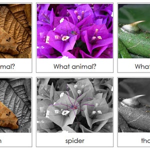 Animal Camouflage Matching Cards Set 3 Zoology Printable - Etsy