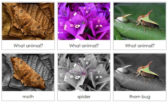 Animal Mimicry For Kids