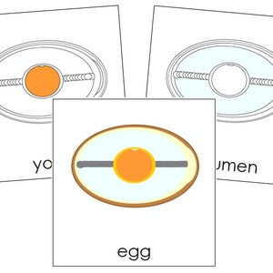 Parts of an Egg Nomenclature 3-part Cards & Blackline Master ...