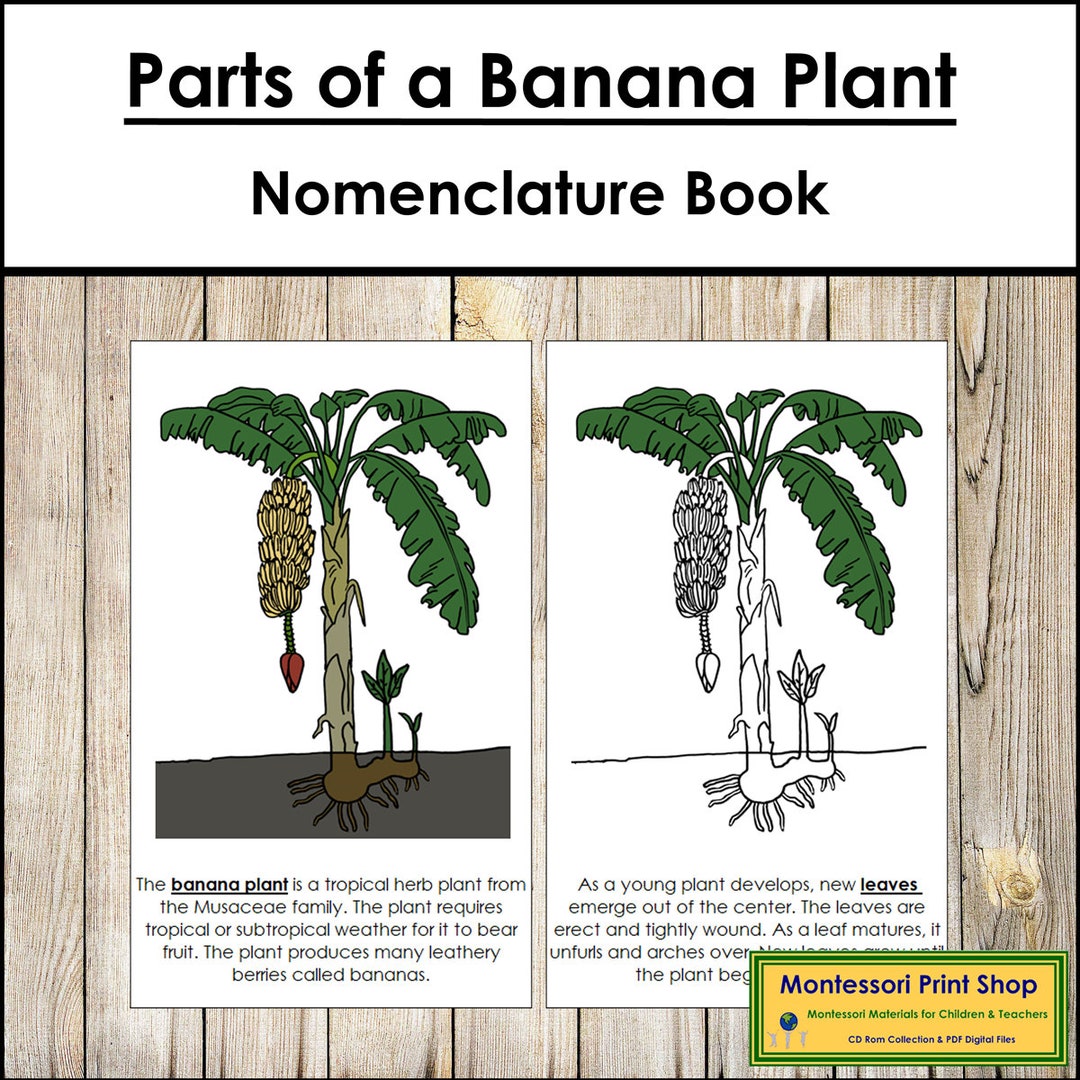 Parts of a Banana Plant Nomenclature Book - Montessori Botany (digital ...