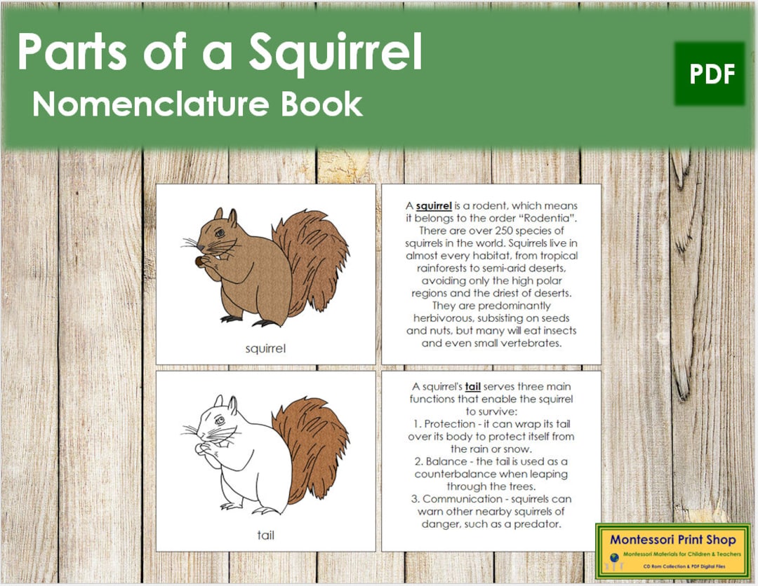 Parts of a Squirrel Nomenclature Book Zoology Printable - Etsy