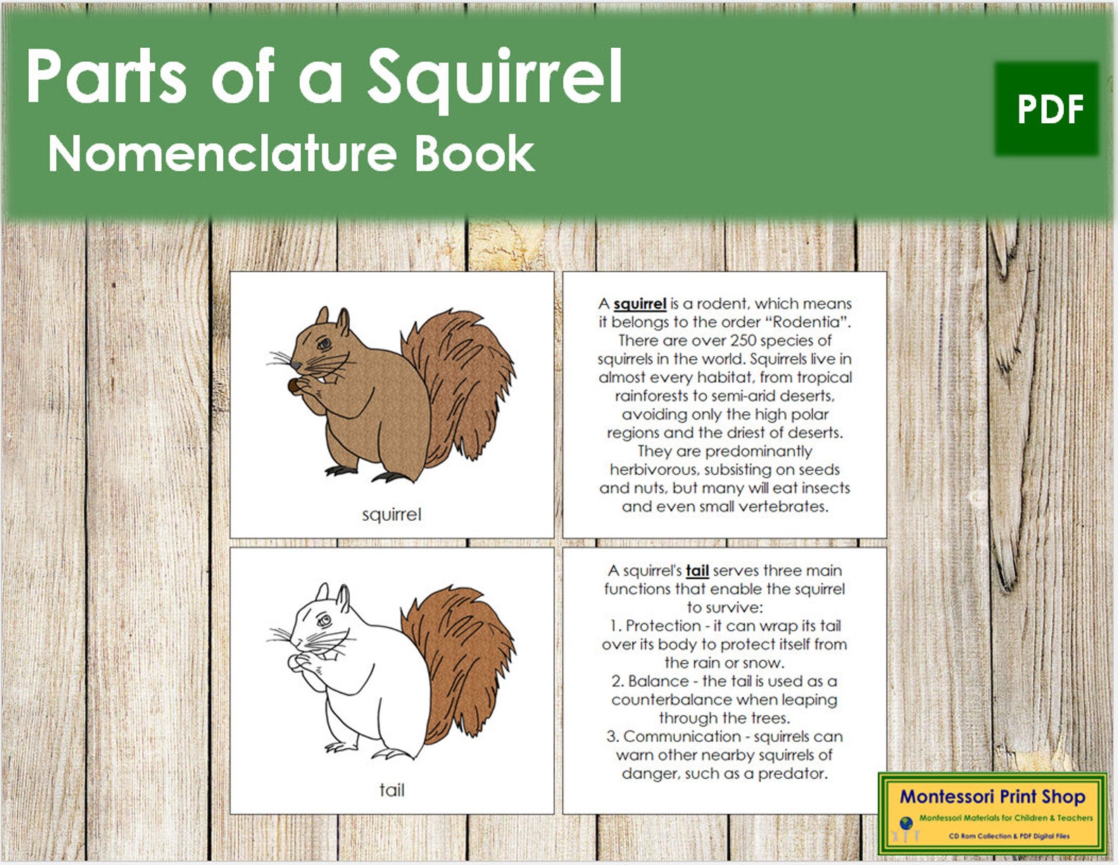 Parts of a Squirrel Nomenclature Book Zoology Printable - Etsy