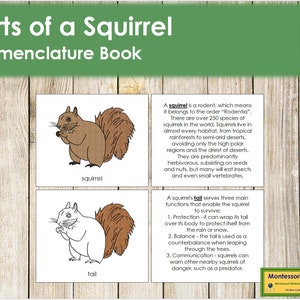 Parts of a Squirrel Nomenclature Book Zoology Printable - Etsy