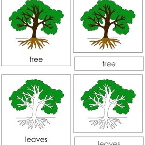 Parts of a Tree Nomenclature 3-part Cards & Blackline Master ...