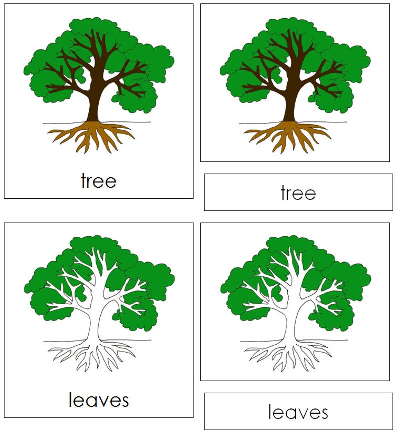 Parts of a Tree Nomenclature 3-part Cards & Blackline Master ...