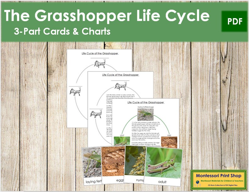 The Grasshopper Life Cycle 3-part Cards & Charts Montessori - Etsy
