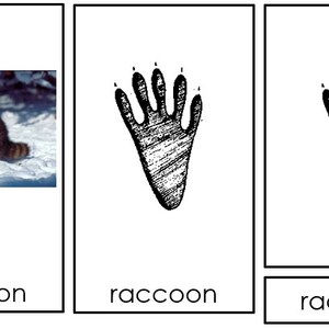 Animal Tracks Matching Cards (footprints) - Zoology - Printable ...