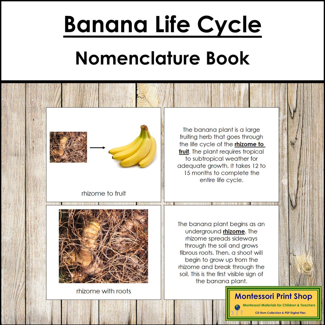 The Banana Life Cycle Book - Montessori Nomenclature - Printable ...