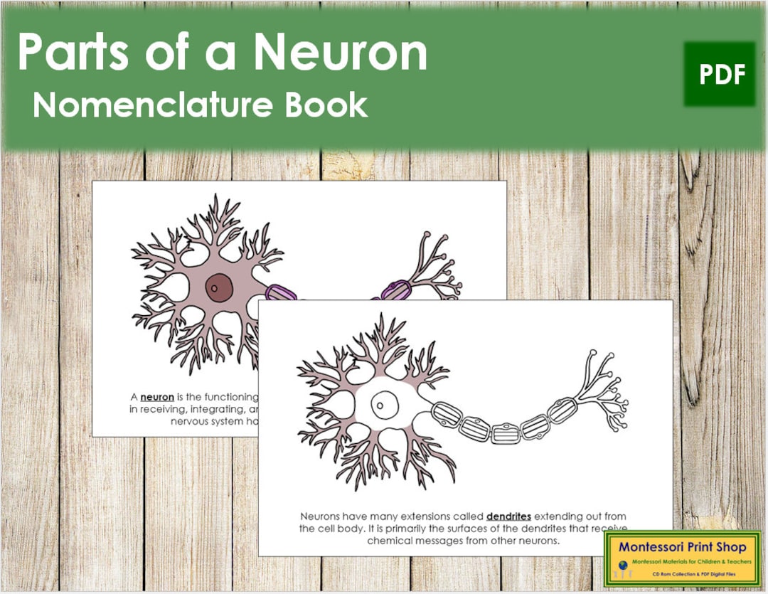 Parts of a Neuron Nomenclature Book Science Printable - Etsy