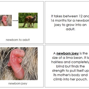 The Kangaroo Life Cycle Book - Montessori Nomenclature - Printable ...