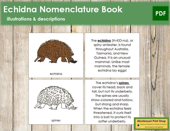 Parts of an Echidna Nomenclature Book Montessori Zoology | Etsy