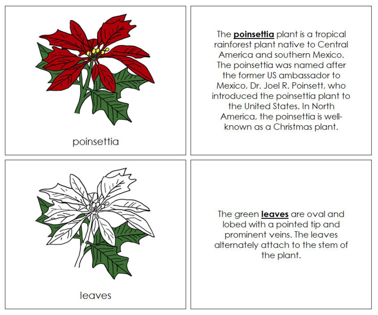 Parts of a Poinsettia Nomenclature Book Science Printable - Etsy