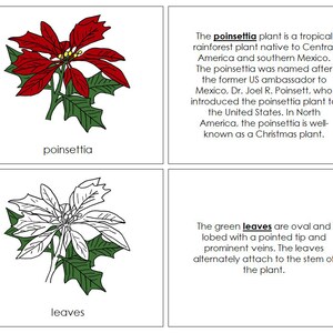 Parts of a Poinsettia Nomenclature Book - Montessori Botany (digital ...