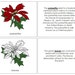 Parts of a Poinsettia Nomenclature Book Science Printable - Etsy