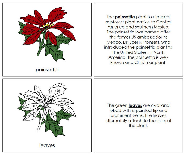 Parts of a Poinsettia Nomenclature Book - Montessori Botany (digital ...