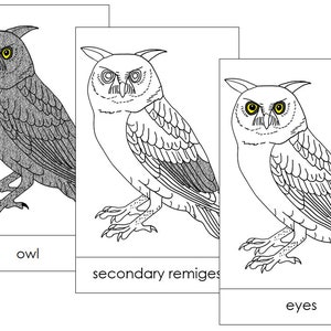 Parts of an Owl Nomenclature 3-part Cards - Montessori Zoology ...