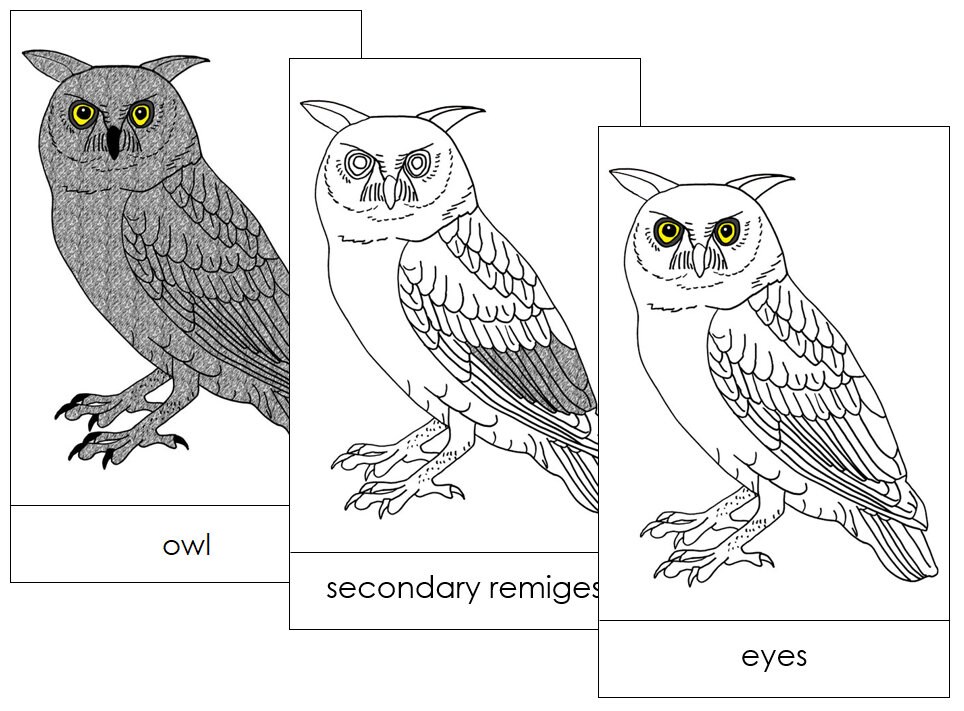 Nomenclatura de las partes del búho: Tarjetas de 3 partes y guía de ...