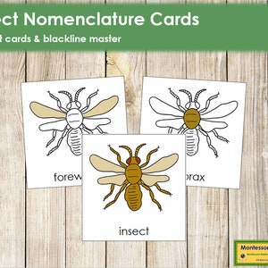 Parts of an Insect Nomenclature 3-part Cards Montessori | Etsy