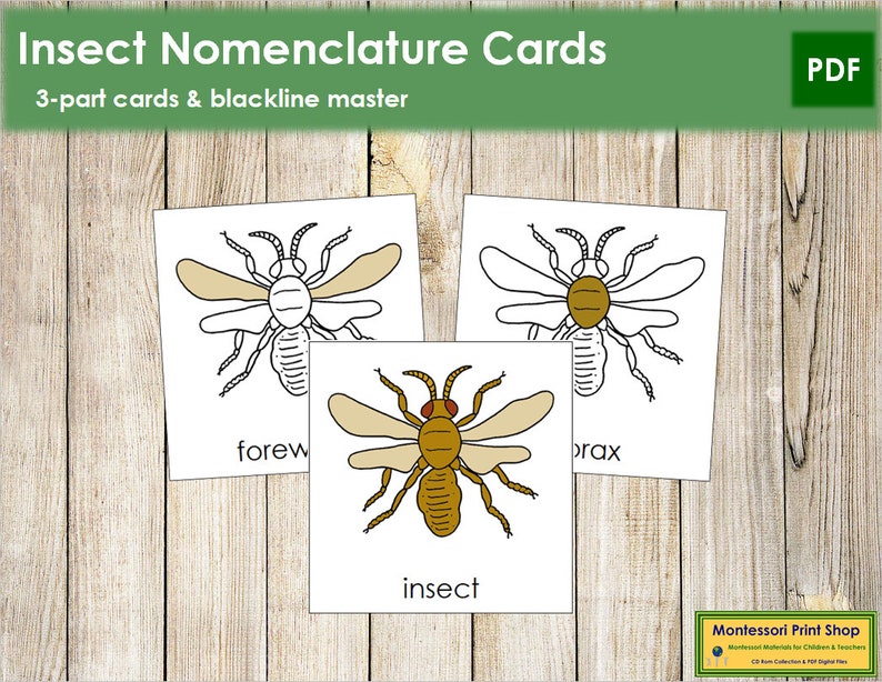 Parts of an Insect Nomenclature 3-part Cards Montessori | Etsy