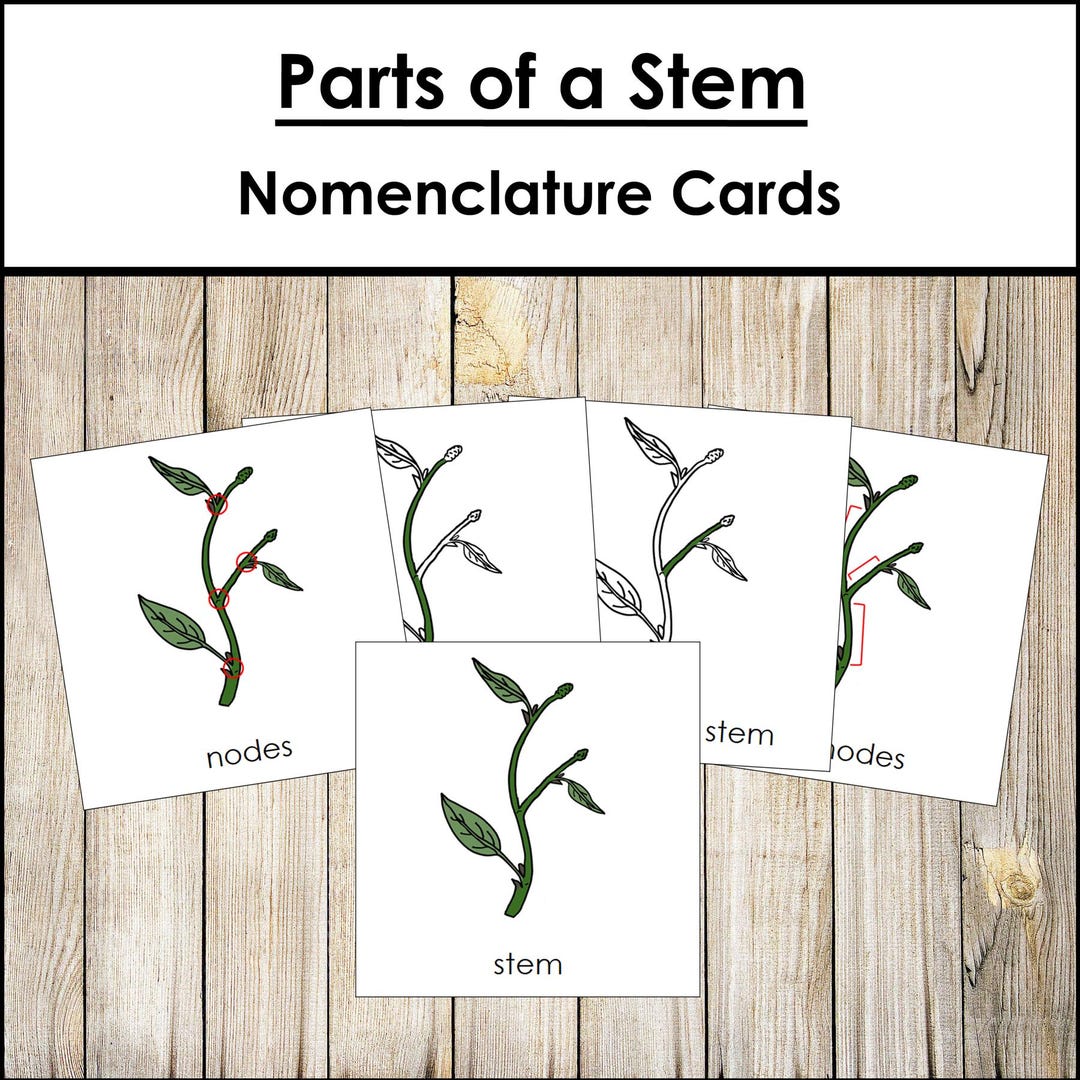 Parts of a Stem Nomenclature 3-part Cards & Blackline Master ...