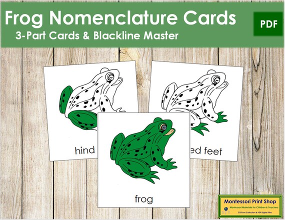 Parts of a Frog Nomenclature 3-part Cards Montessori Zoology - Etsy