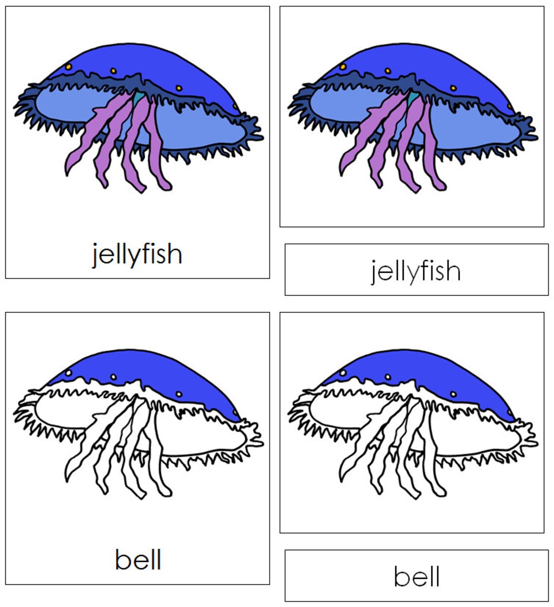 Parts of a Jellyfish Nomenclature 3-part Cards Montessori - Etsy