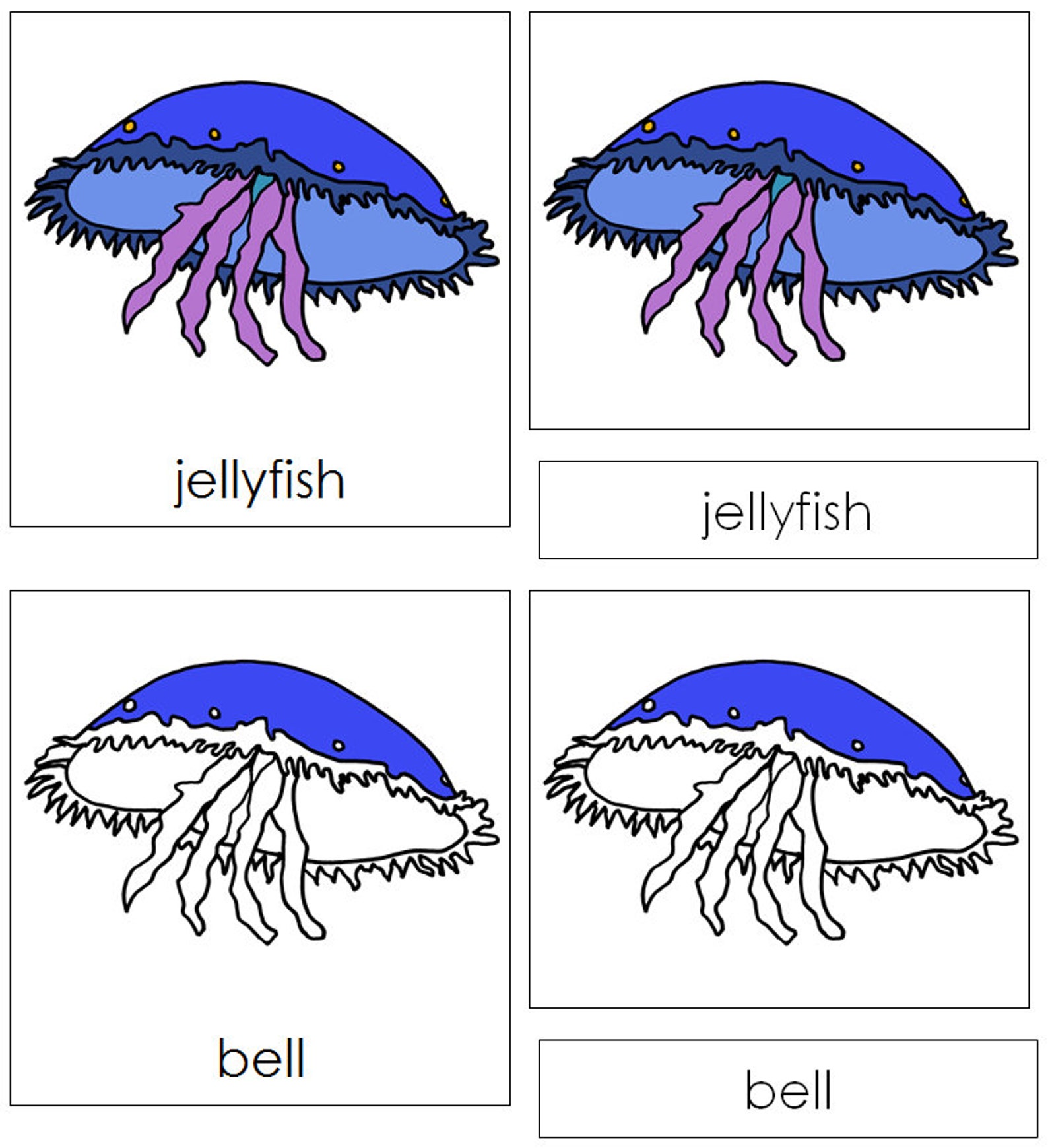 Parts of a Jellyfish Nomenclature 3-part Cards Montessori - Etsy