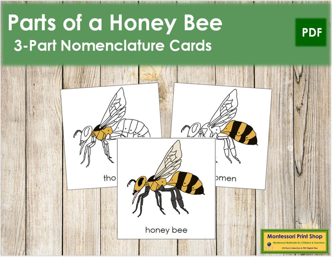 Parts of a Honey Bee Nomenclature 3-part Cards Montessori - Etsy