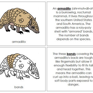 Parts of an Armadillo Nomenclature Book - Montessori Zoology (digital ...