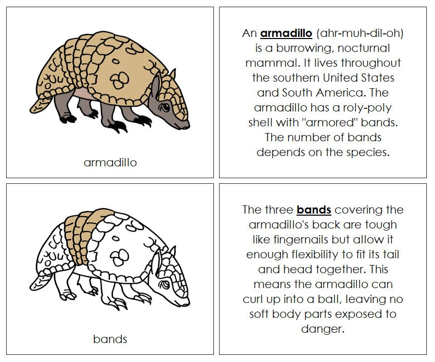 Parts of an Armadillo Nomenclature Book - Montessori Zoology (digital ...