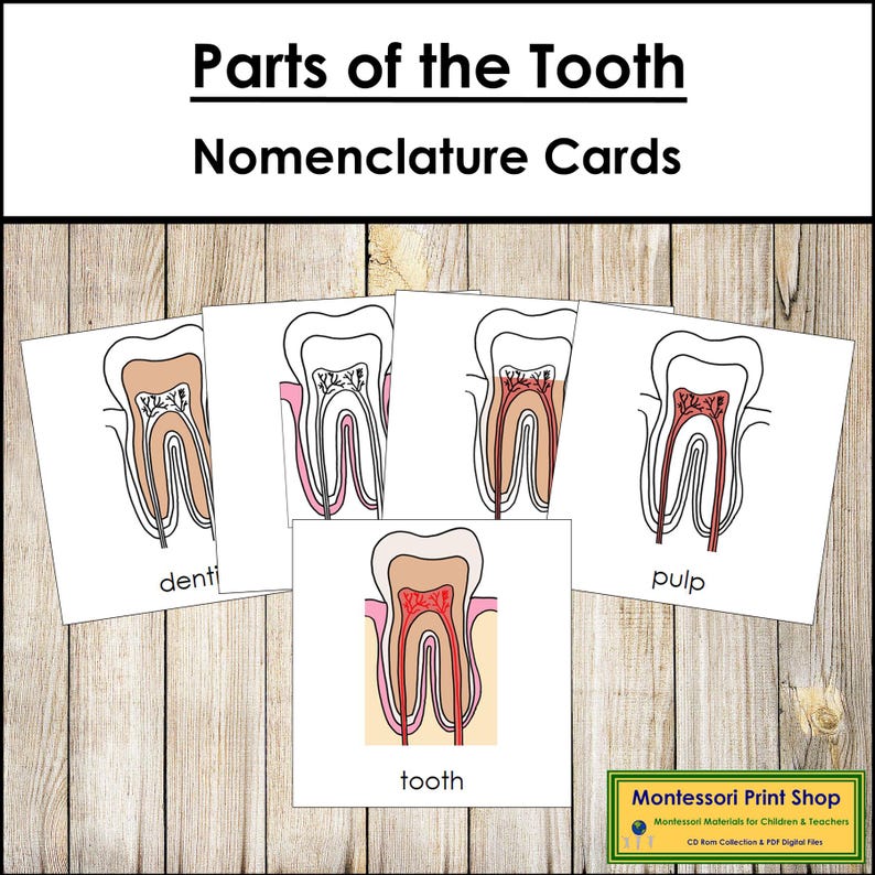 Parts of a Tooth Nomenclature 3-part Cards & Blackline Master ...