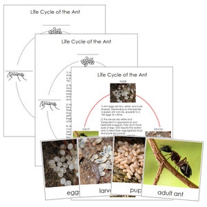 The Ant Life Cycle 3-part Cards, Charts & Blackline Masters ...