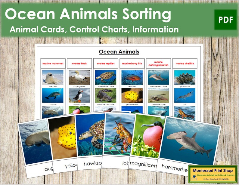 Ocean Animals Sorting Cards & Control Chart Zoology - Etsy