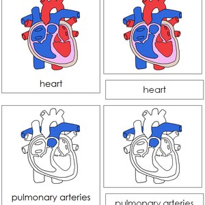 Parts of a Human Heart Nomenclature 3-part Cards - Science - Printable ...