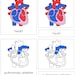 Parts of a Human Heart Nomenclature 3-part Cards - Science - Printable ...