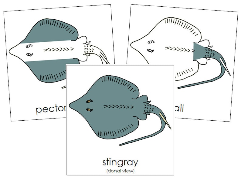 Parts of a Stingray Nomenclature 3-part Cards Montessori - Etsy