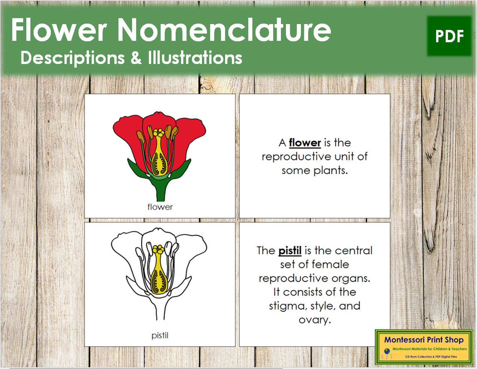 Parts of a Flower Nomenclature Book Montessori Botany - Etsy