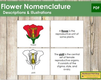 DIGITAL Printable PDF Download to Make Montessori Botany Felt - Etsy