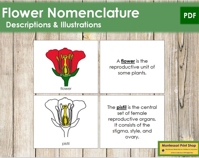 DIGITAL Printable PDF Download to Make Montessori Botany Felt - Etsy