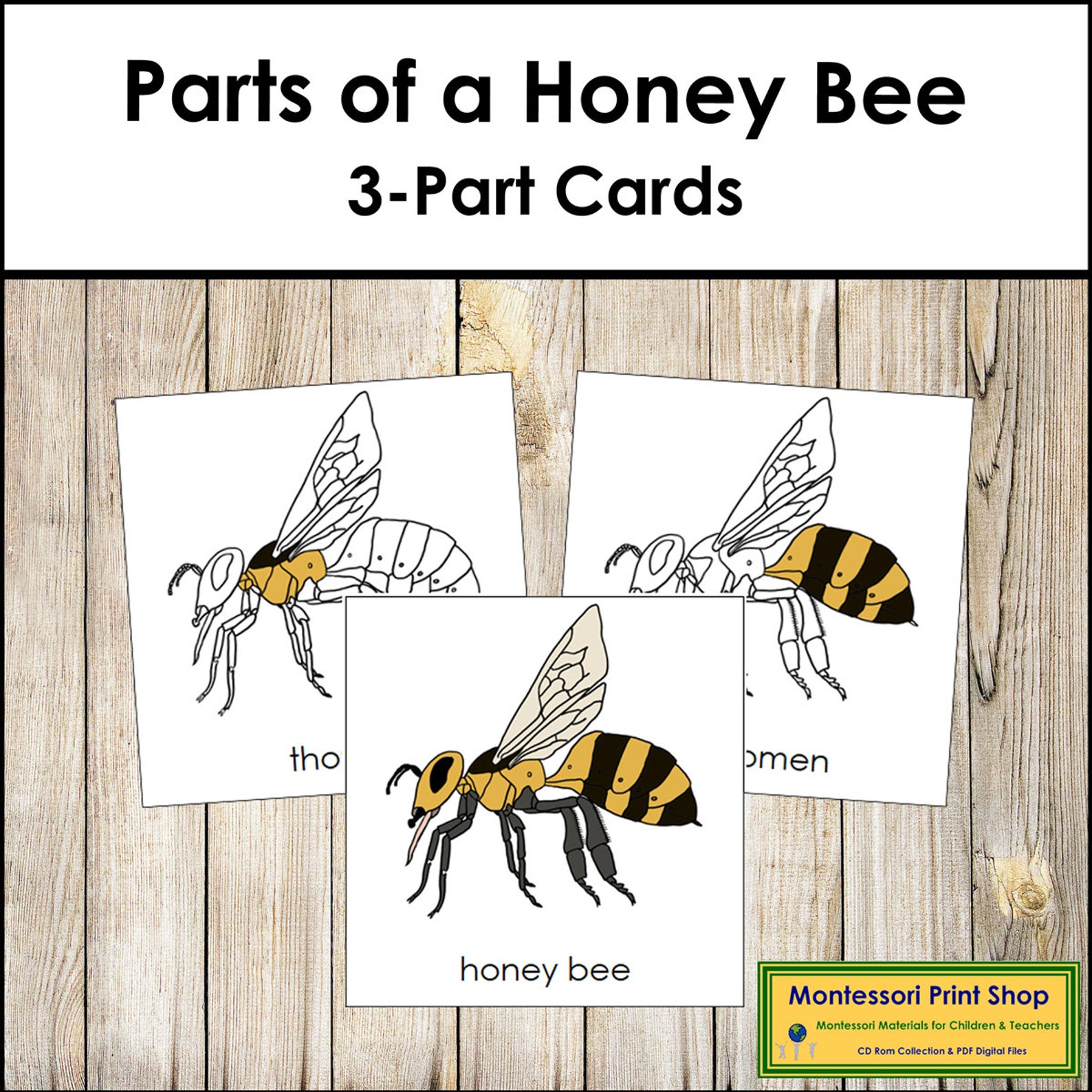 Parts of a Honey Bee Nomenclature 3-part Cards Montessori - Etsy Canada