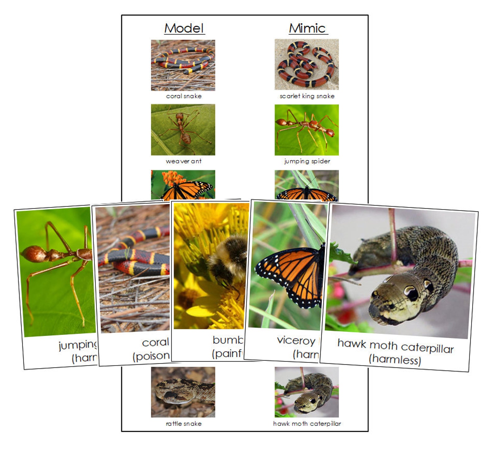 Animal Mimicry Science Printable Montessori Cards - Etsy