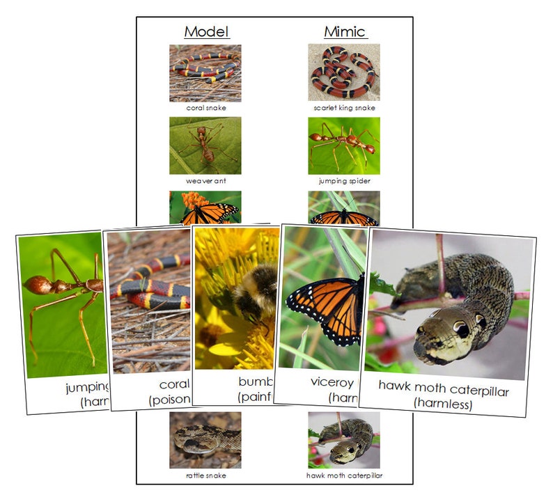Animal Mimicry Science Printable Montessori Cards - Etsy