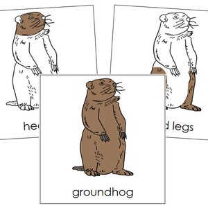 Parts of a Groundhog Nomenclature 3-part Cards - Montessori Zoology ...
