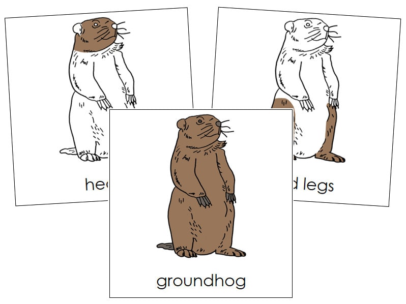Parts of a Groundhog Nomenclature 3-part Cards Montessori - Etsy