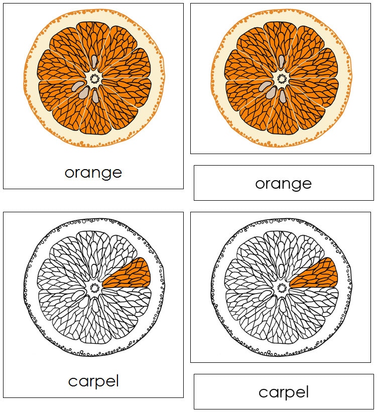Parts of an Orange Nomenclature 3-part Cards Montessori - Etsy Canada