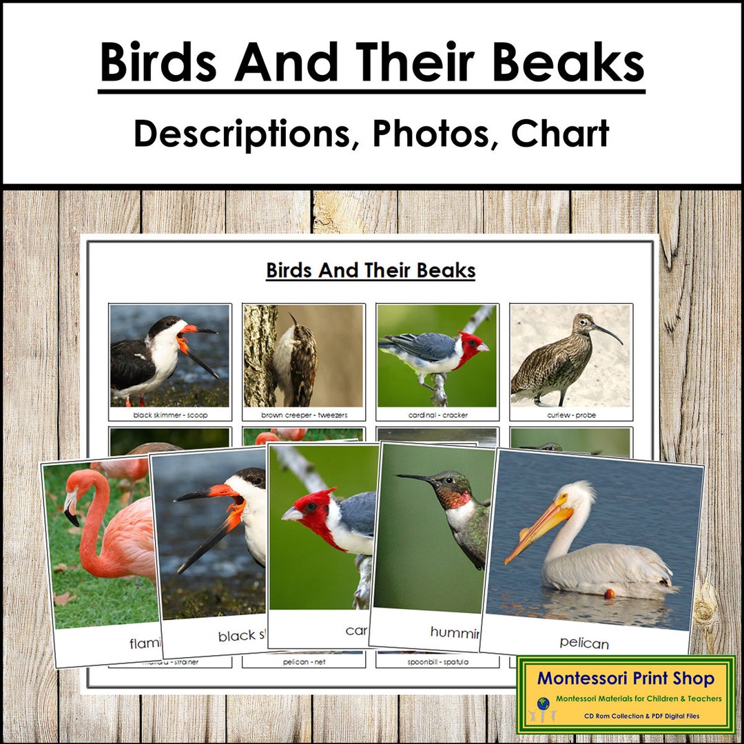 Birds and Their Beaks Information, Sorting Cards & Control Chart ...
