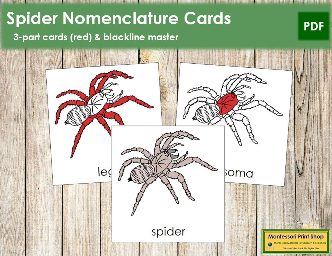 Parts of a Spider Nomenclature 3-part Cards RED Montessori | Etsy