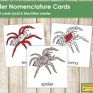 Parts of a Spider Nomenclature 3-part Cards RED Montessori | Etsy