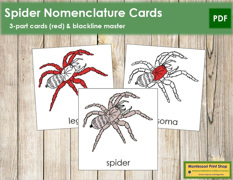 Parts of a Spider Nomenclature 3-part Cards RED Montessori | Etsy