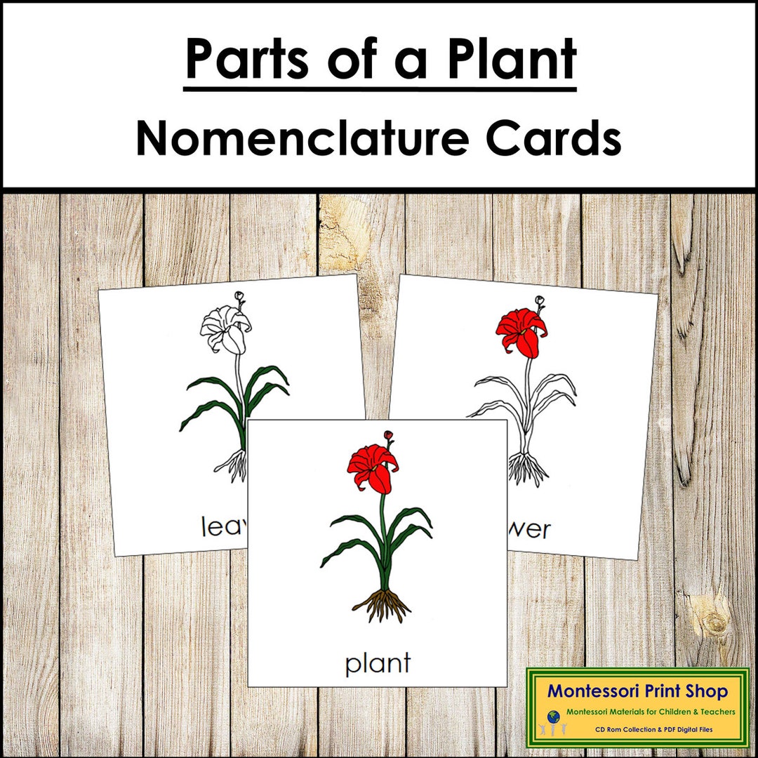 Parts of a Plant Nomenclature 3-part Cards & Blackline Master ...
